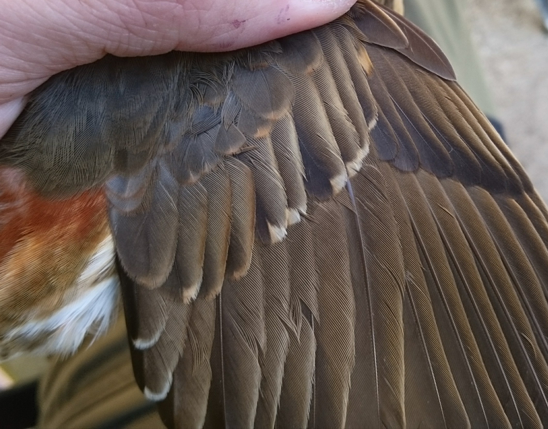 Redwing wing 3 NOV 17 | Alderney Bird Observatory