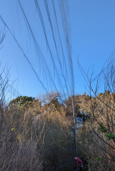 Mist nets | Alderney Bird Observatory