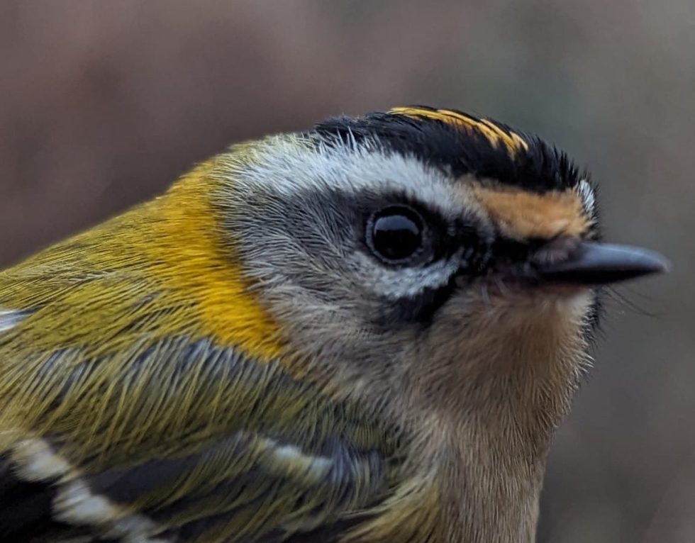 Firecrest | Alderney Bird Observatory
