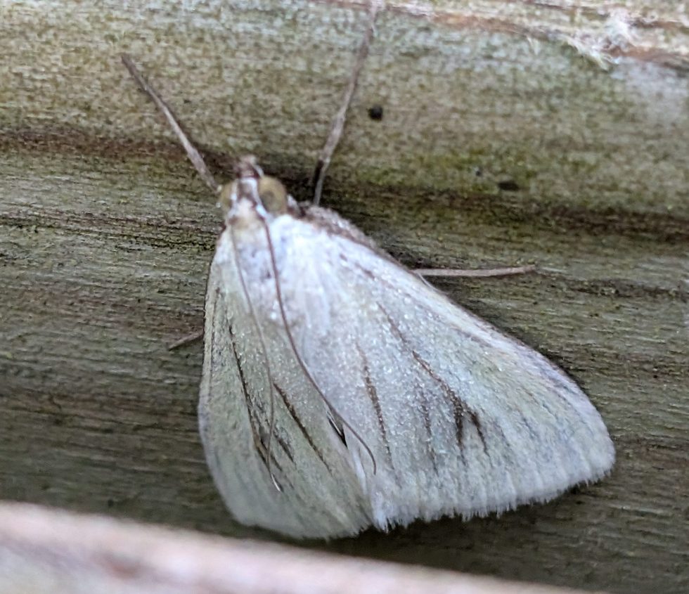 SILPHUR PEARL MOTH | Alderney Bird Observatory